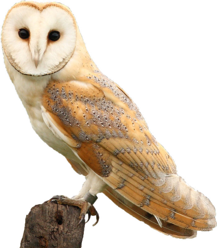 Pengendalian Hama & Penyakit Terpadu - FAP Agri